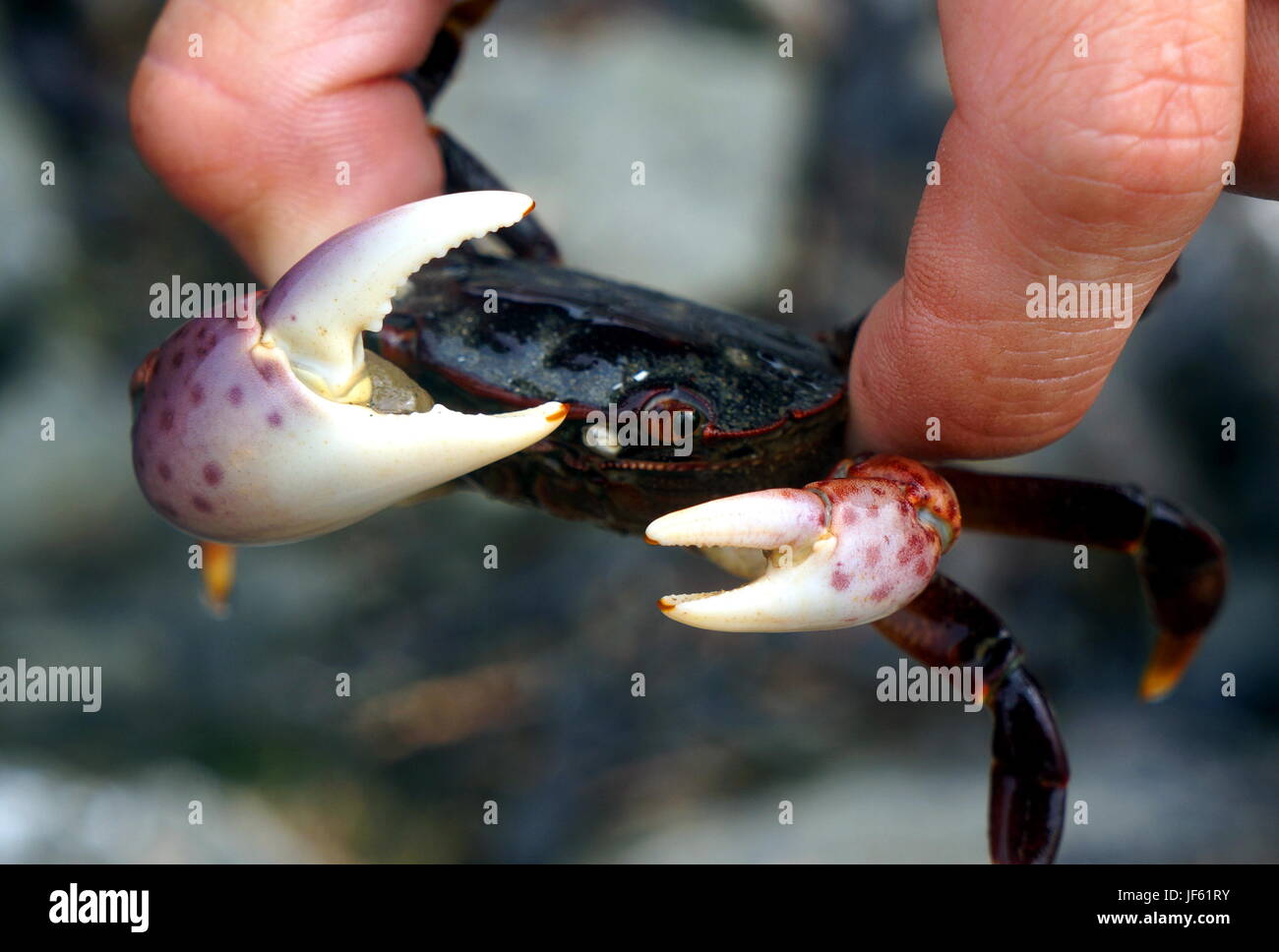 Person on the beach holding crab with open claw Stock Photo - Alamy