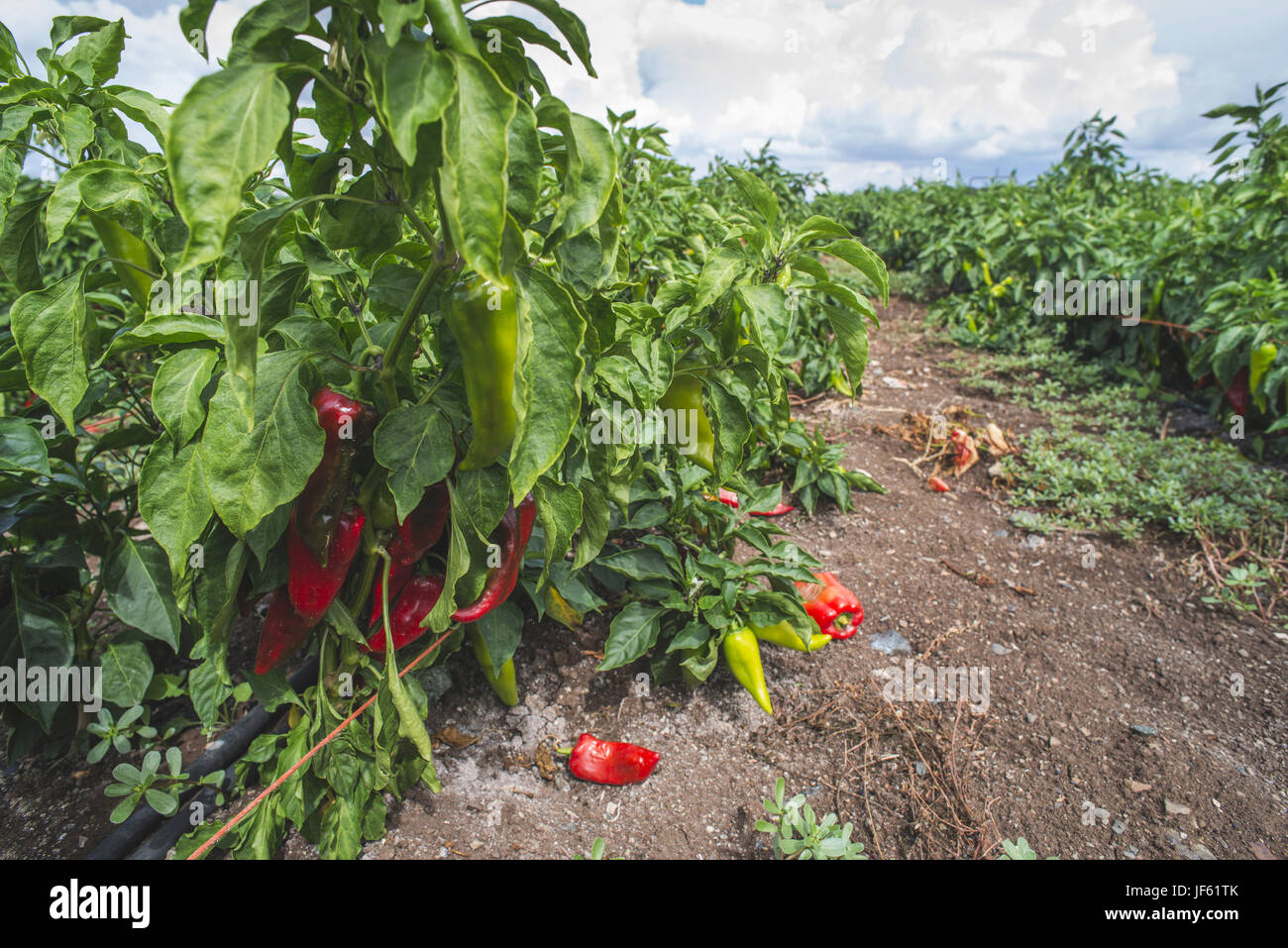 Plantations of peppers in the field Stock Photo - Alamy