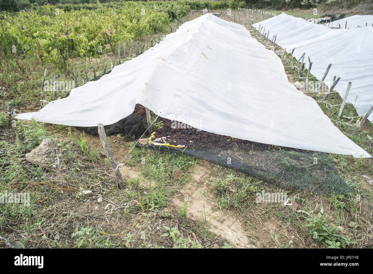 Raisin production process hi-res stock photography and images - Alamy