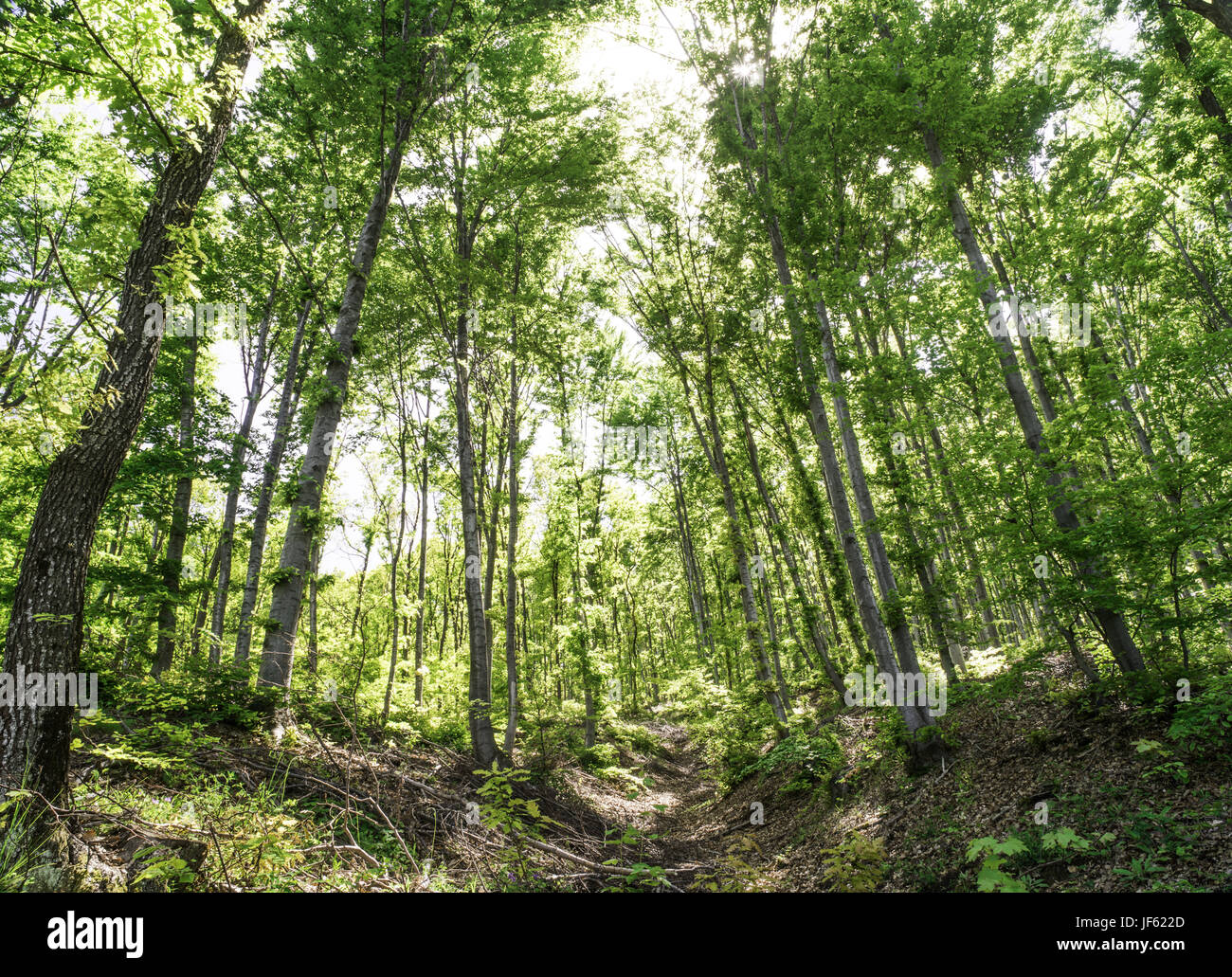 Sunshine morning rays between trees hi-res stock photography and images ...