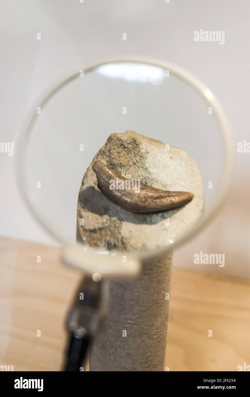 Tooth of an ancient beast Stock Photo - Alamy