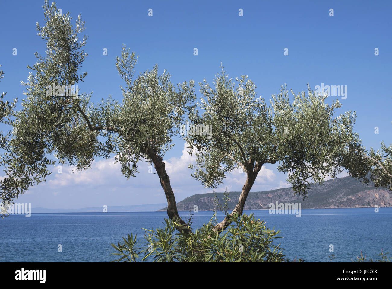 Olive tree on the beach Stock Photo - Alamy