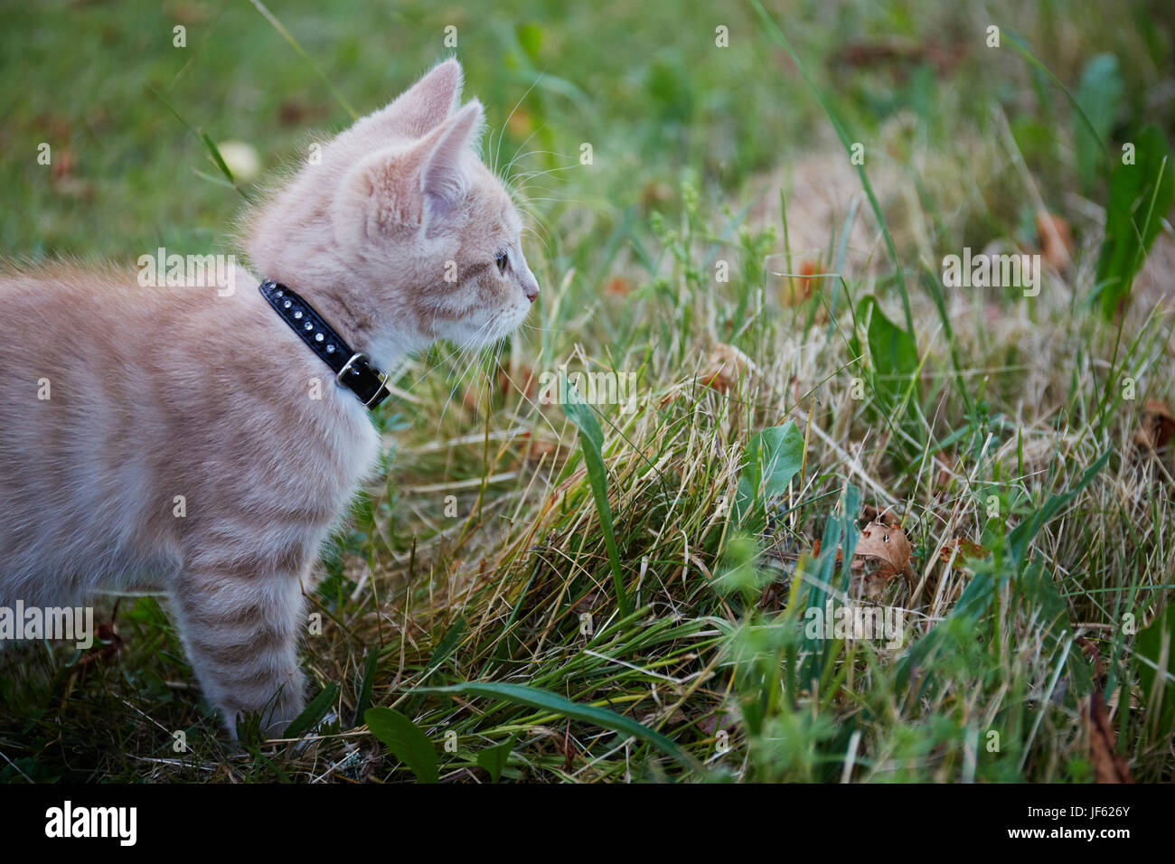 Kitten in grass Stock Photo - Alamy