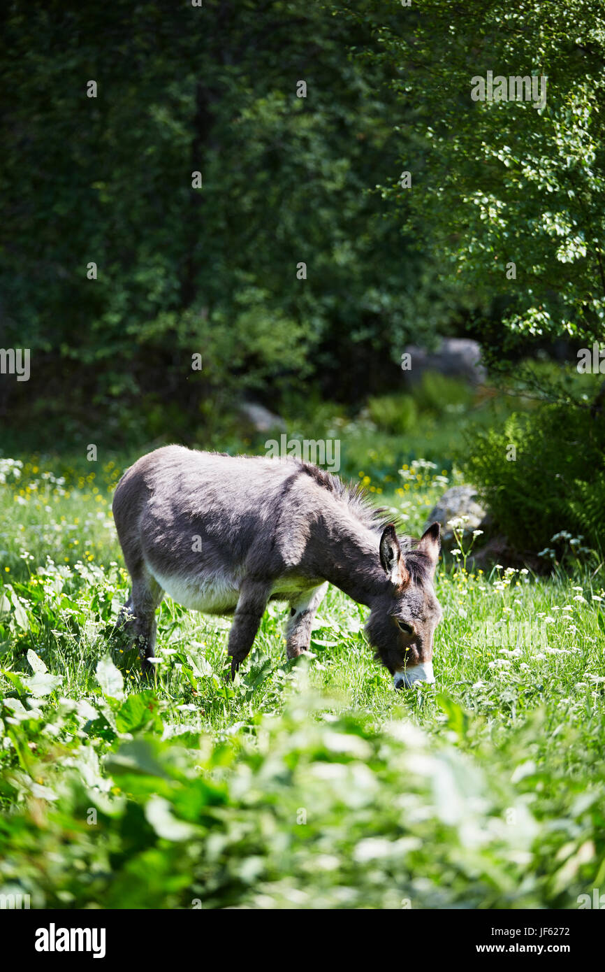 Donkey sweden hi-res stock photography and images - Alamy