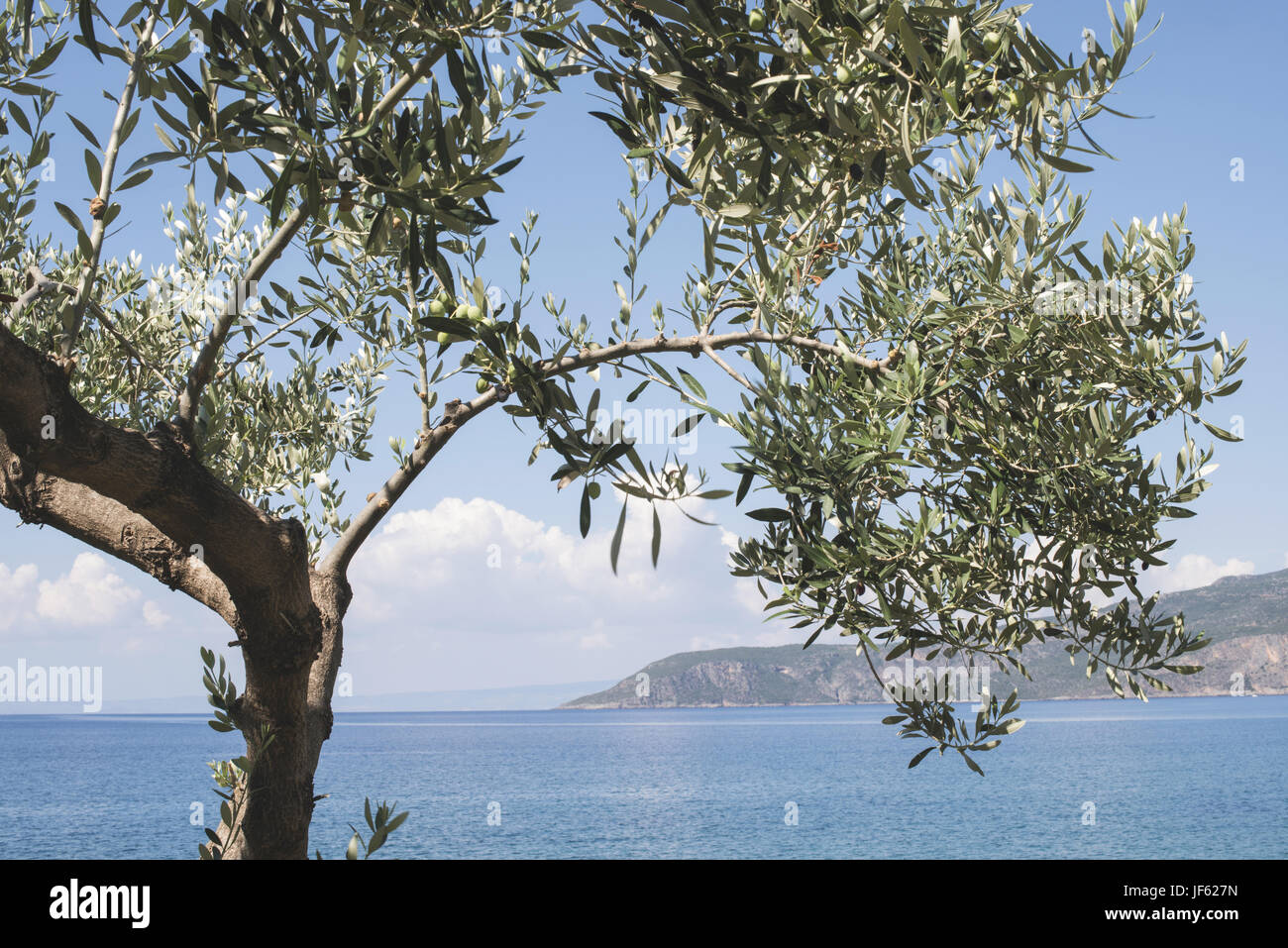 Olive tree on the beach Stock Photo - Alamy