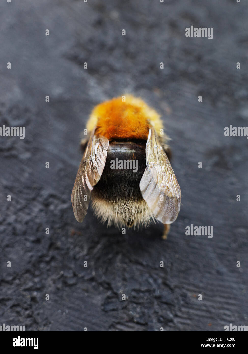 Bumblebee close up hi-res stock photography and images - Alamy