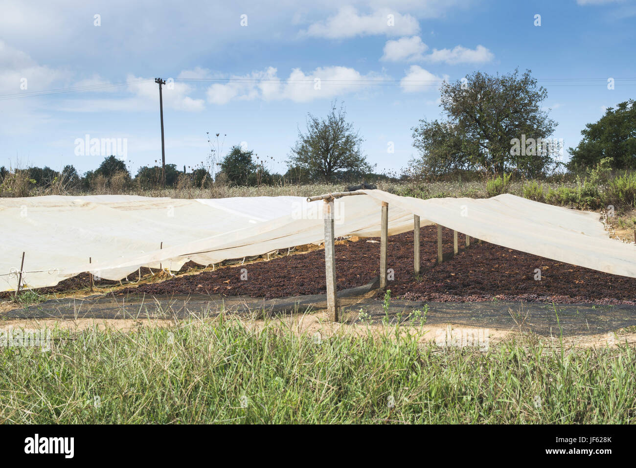 Raisin production process hi-res stock photography and images - Alamy