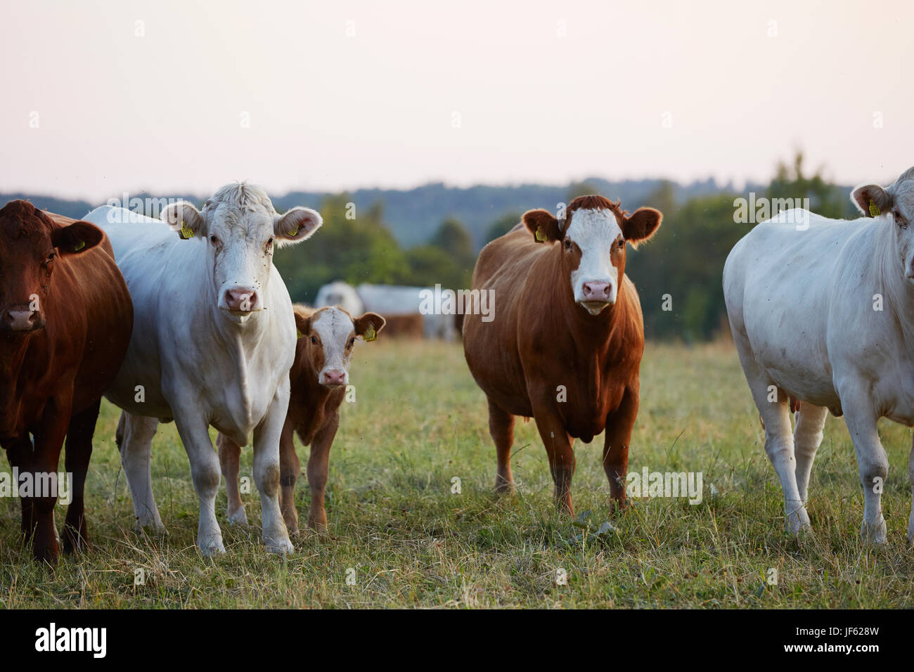 Front five cows hi-res stock photography and images - Alamy