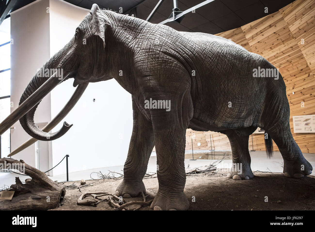 Model of mastodon Stock Photo - Alamy
