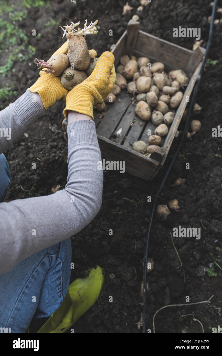 Potato seed crate hi-res stock photography and images - Alamy