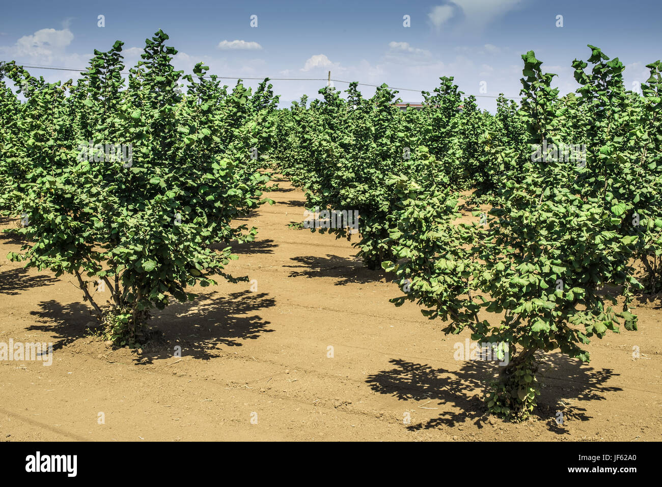 Hazel tree plantation Stock Photo - Alamy