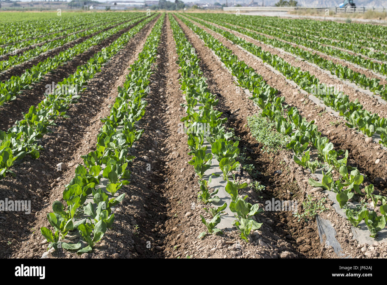 Lettuce field in rows Stock Photo - Alamy