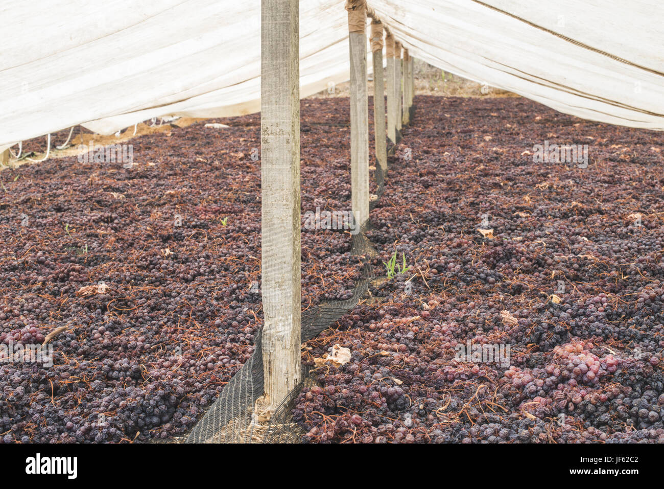 Raisin production process hi-res stock photography and images - Alamy