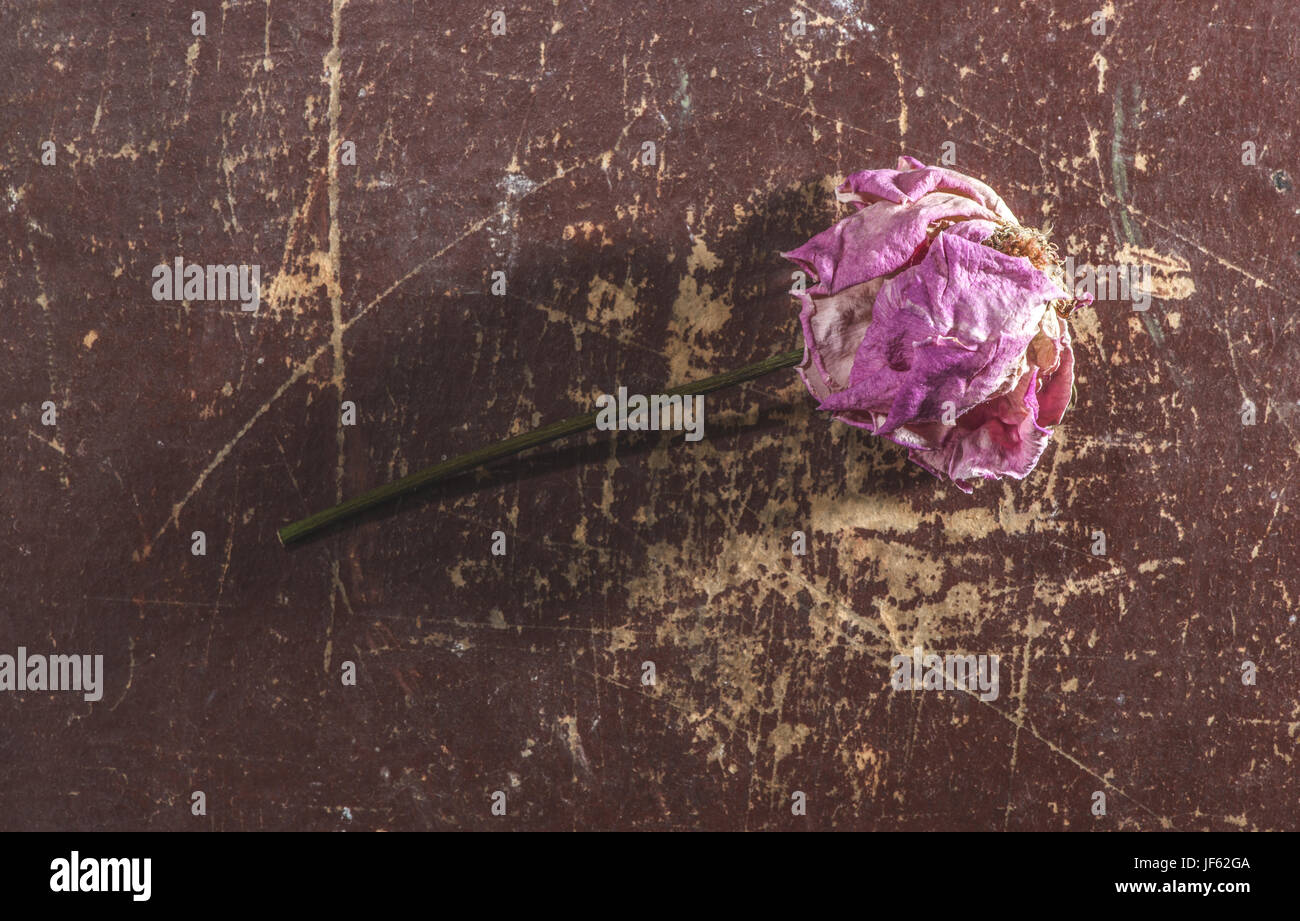 Withered flower isolated hi-res stock photography and images - Alamy