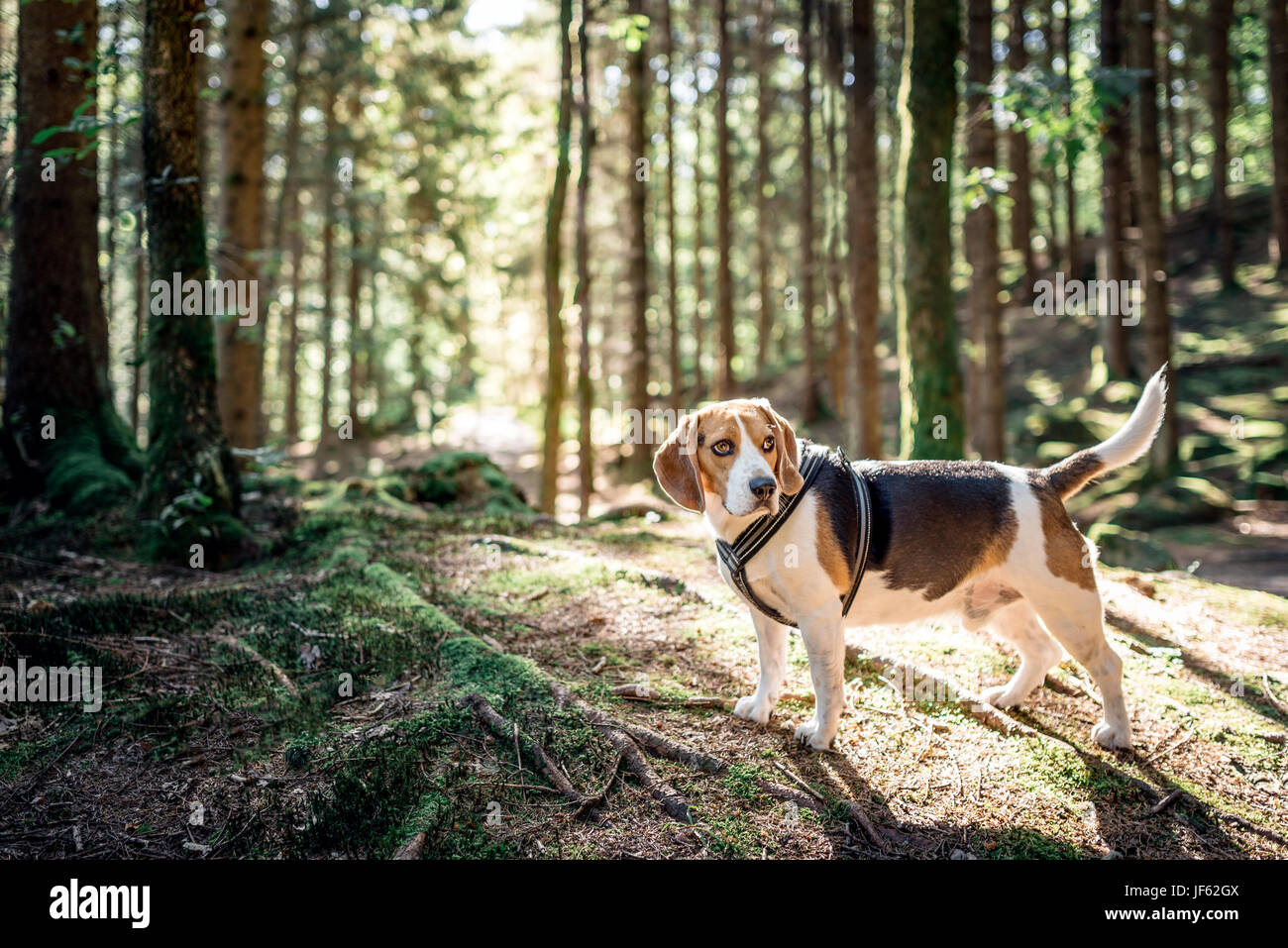 Dog in forest Stock Photo - Alamy
