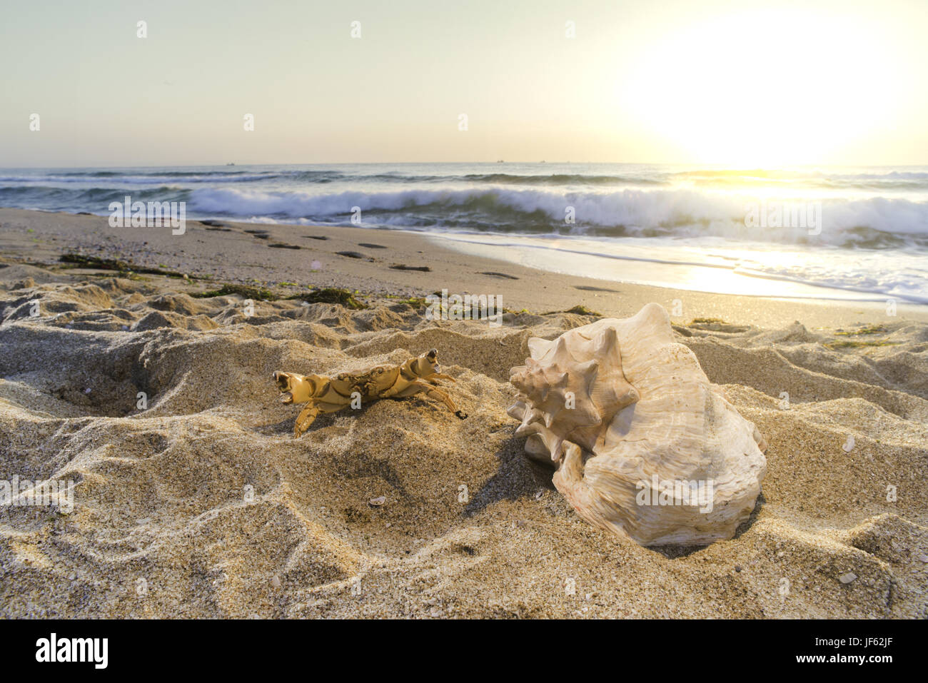 Sunrise on the beach. Shells Stock Photo - Alamy