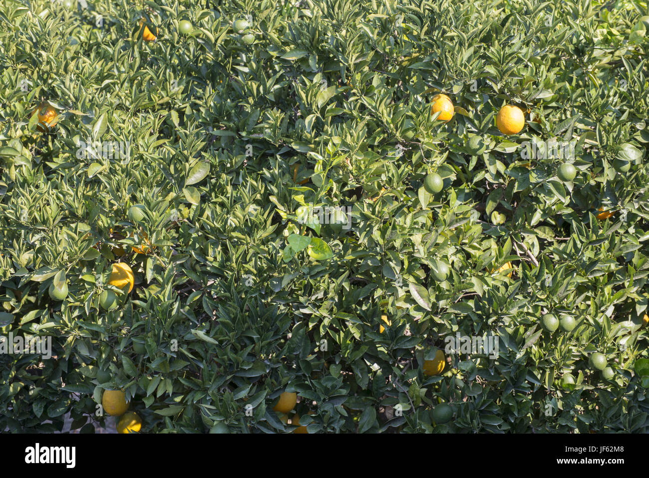 Orange trees in plantation Stock Photo - Alamy