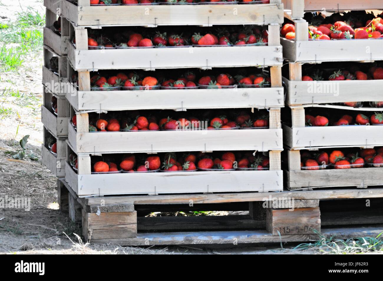 Pallet of strawberries hi-res stock photography and images - Alamy