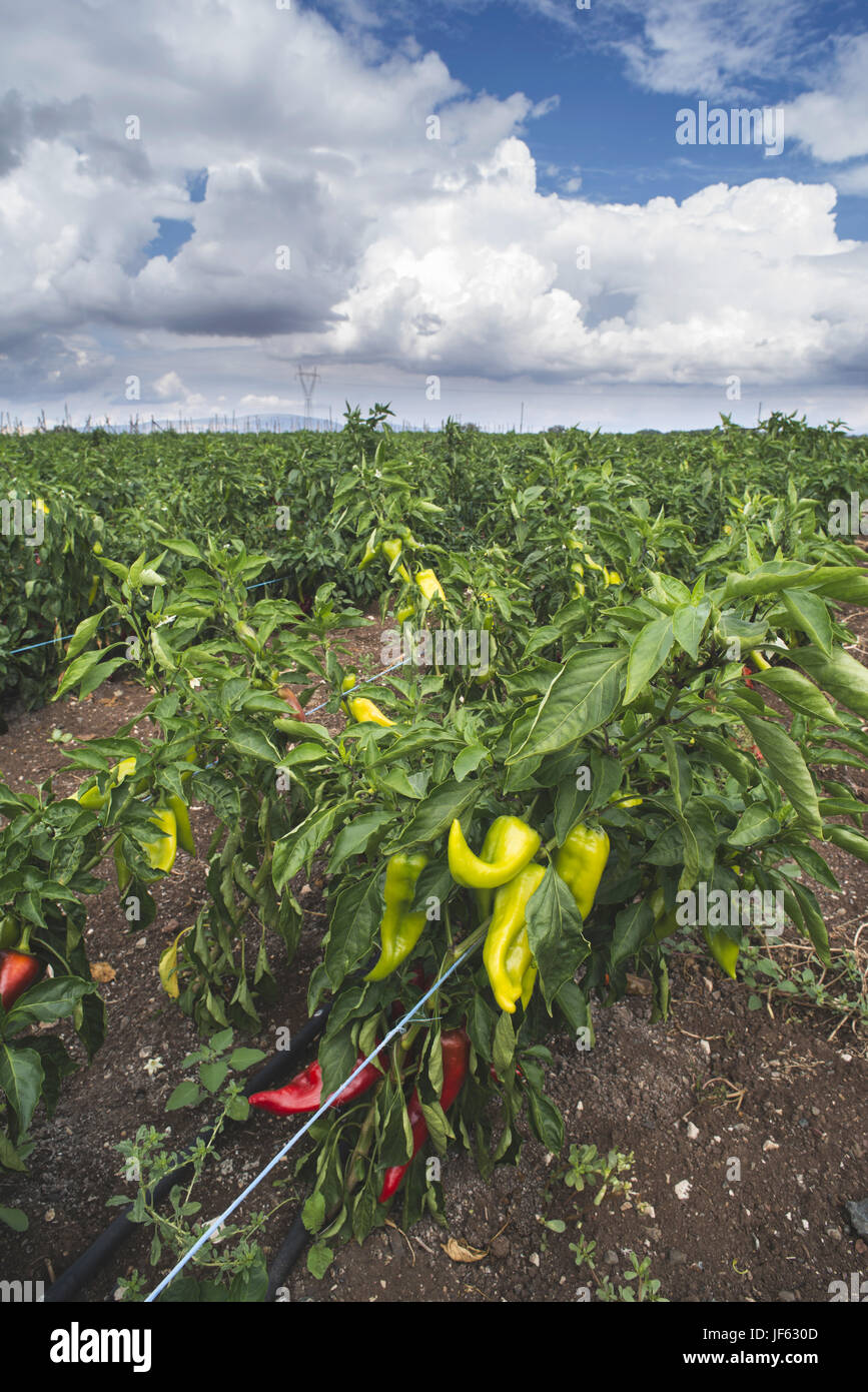 Plantations of peppers in the field Stock Photo - Alamy