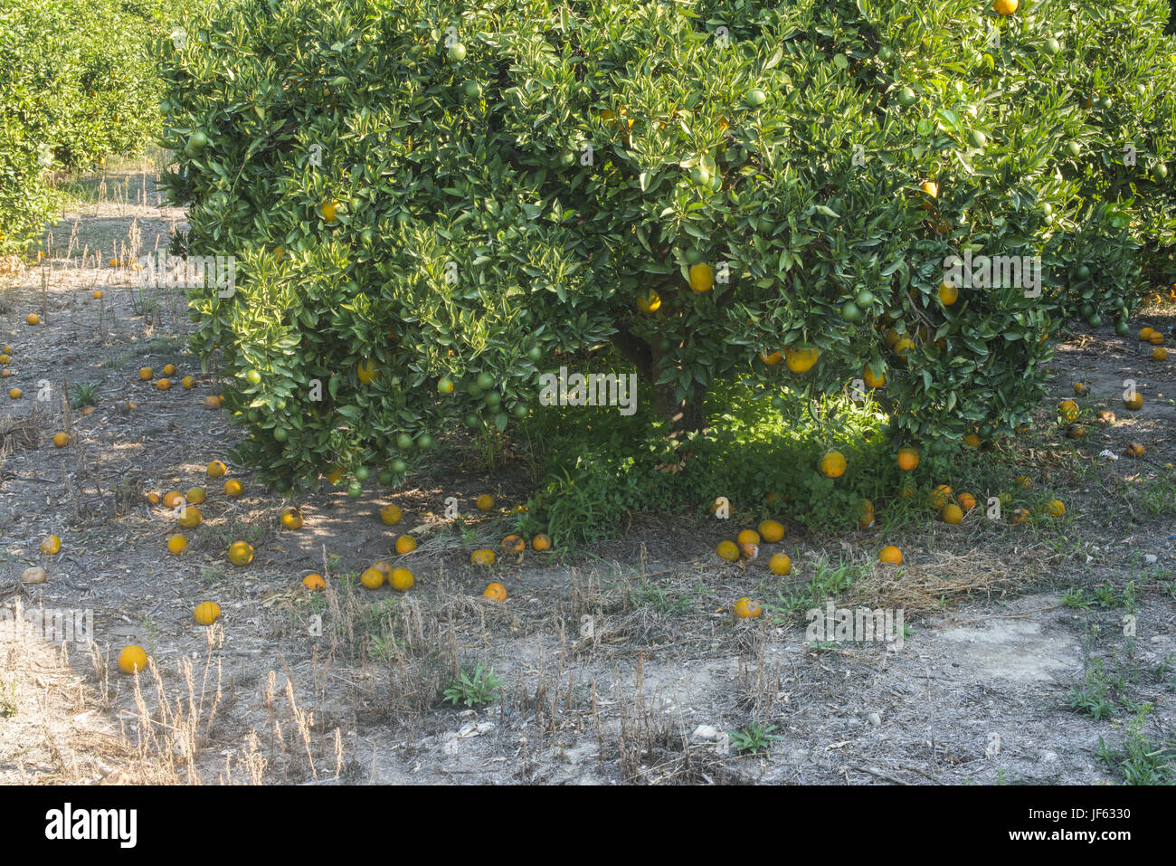 Orange trees in plantation Stock Photo - Alamy
