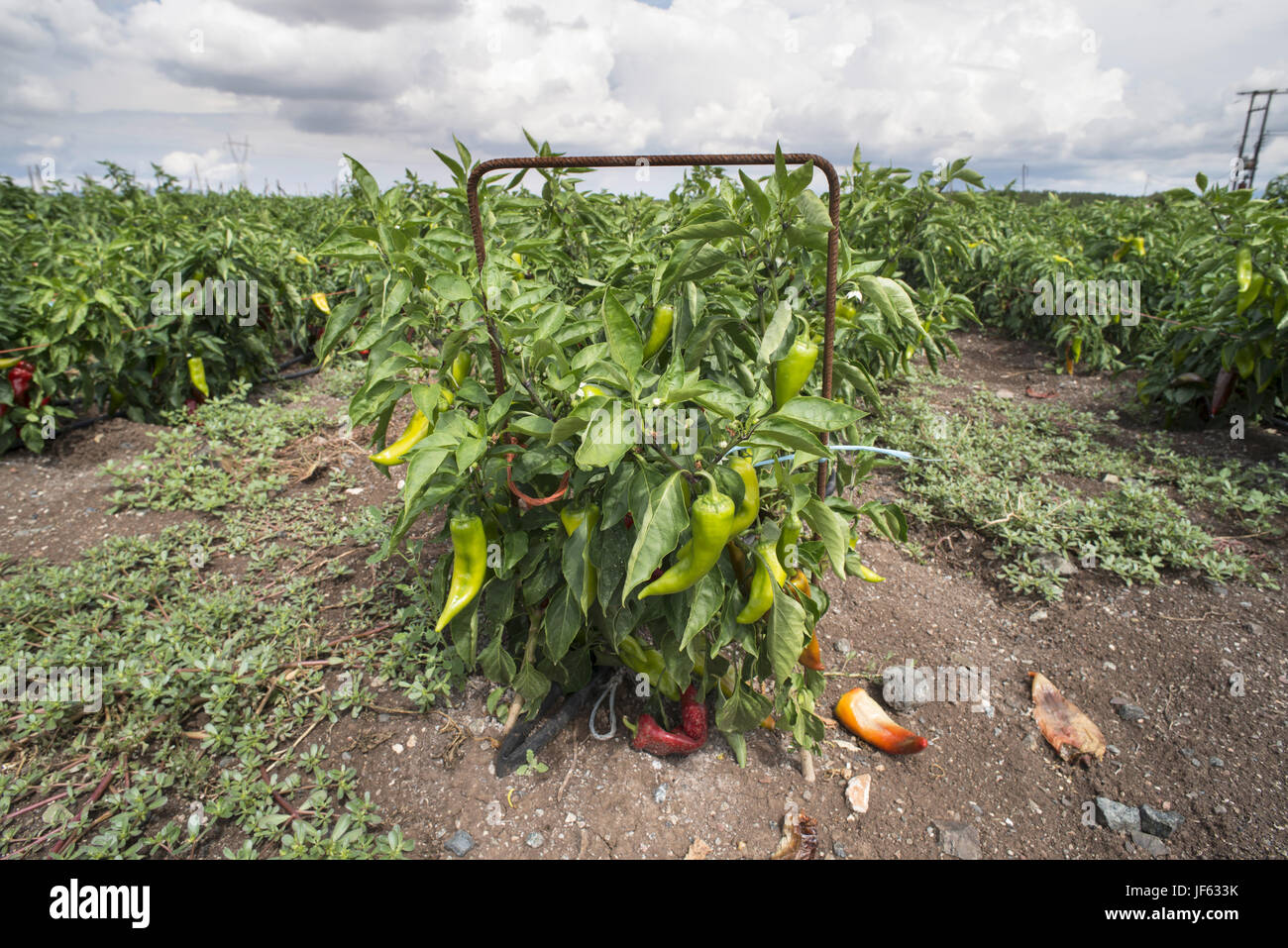 Plantations of peppers in the field Stock Photo - Alamy