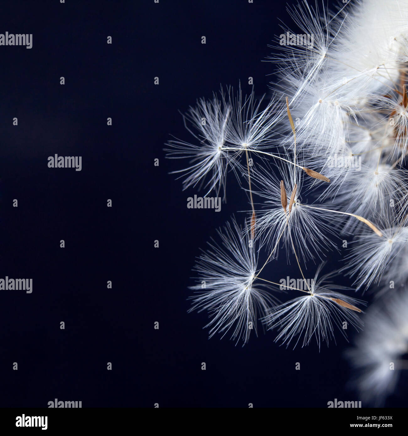 dandelion with seeds ready for dispersal isolated on black background ...