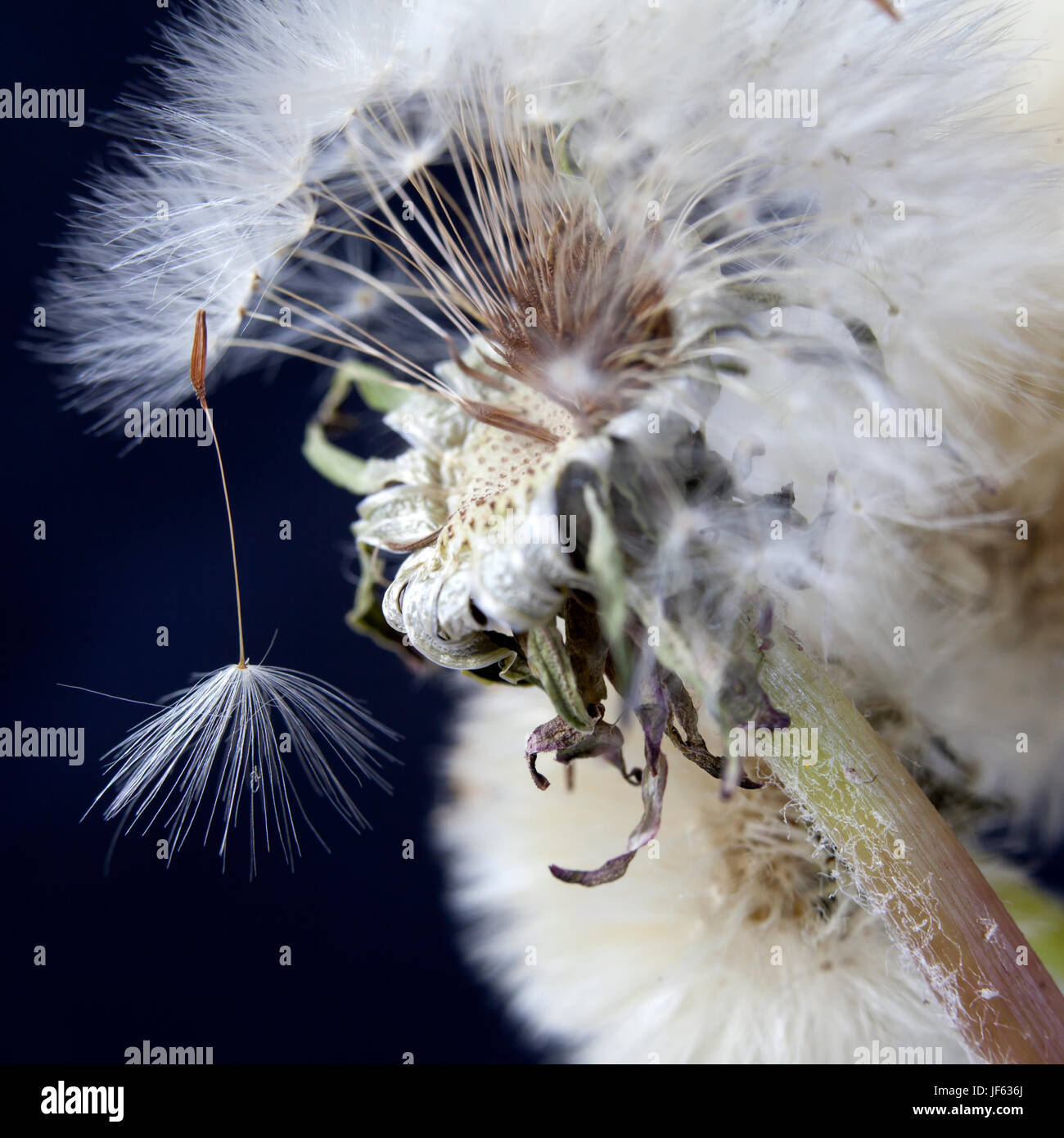 dandelion with seeds ready for dispersal isolated on black background ...