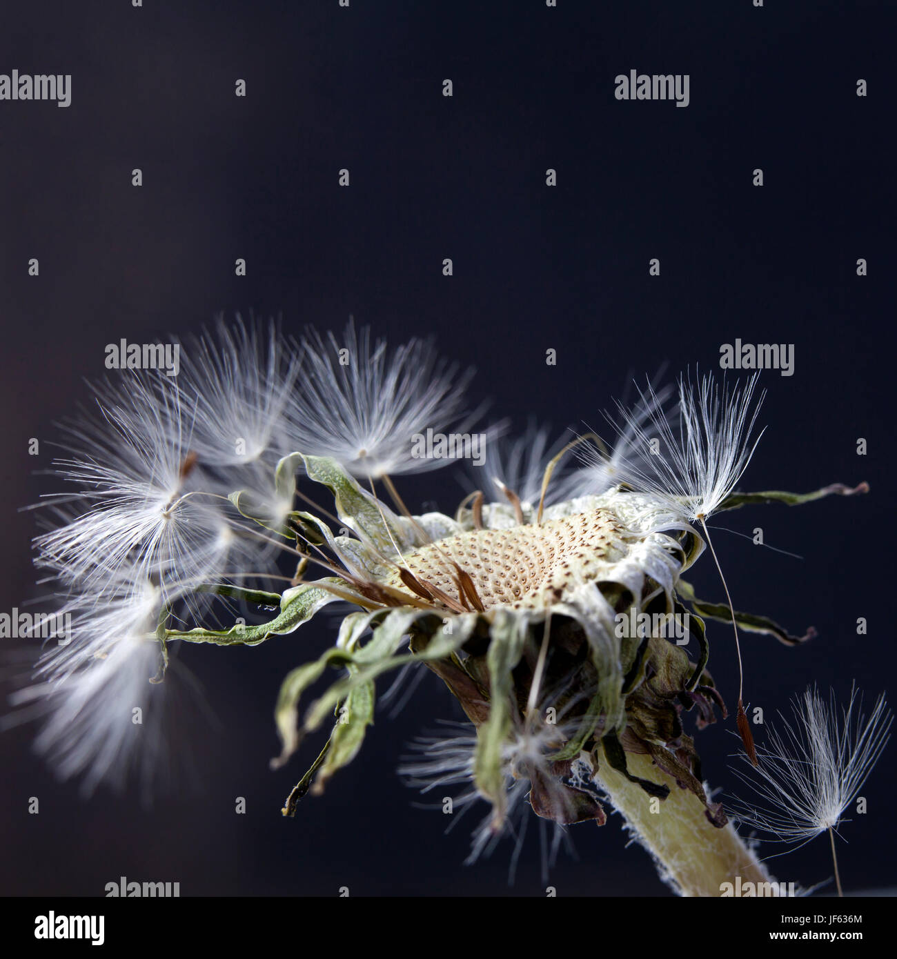 dandelion with seeds ready for dispersal isolated on black background ...