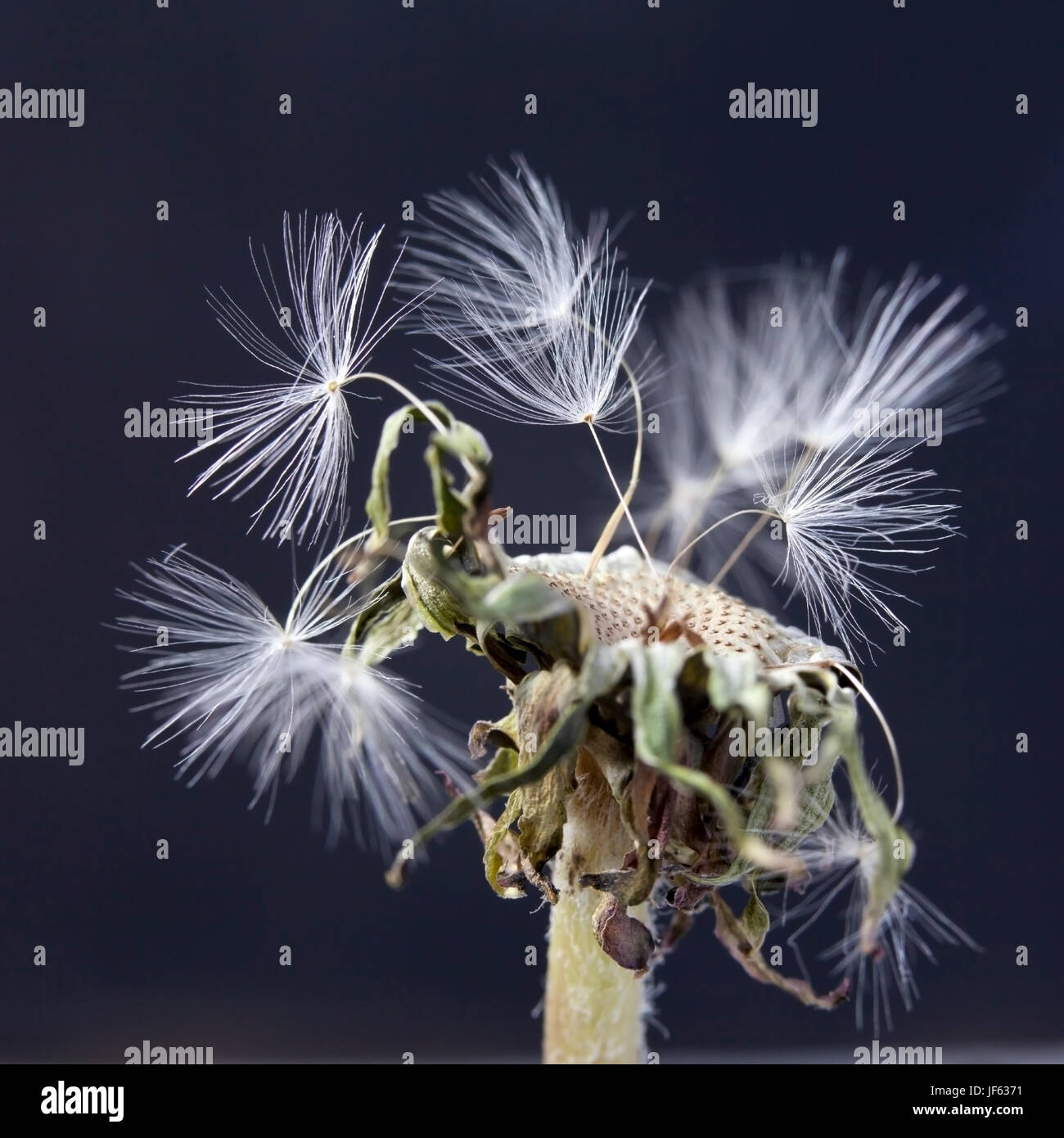 dandelion with seeds ready for dispersal isolated on black background ...