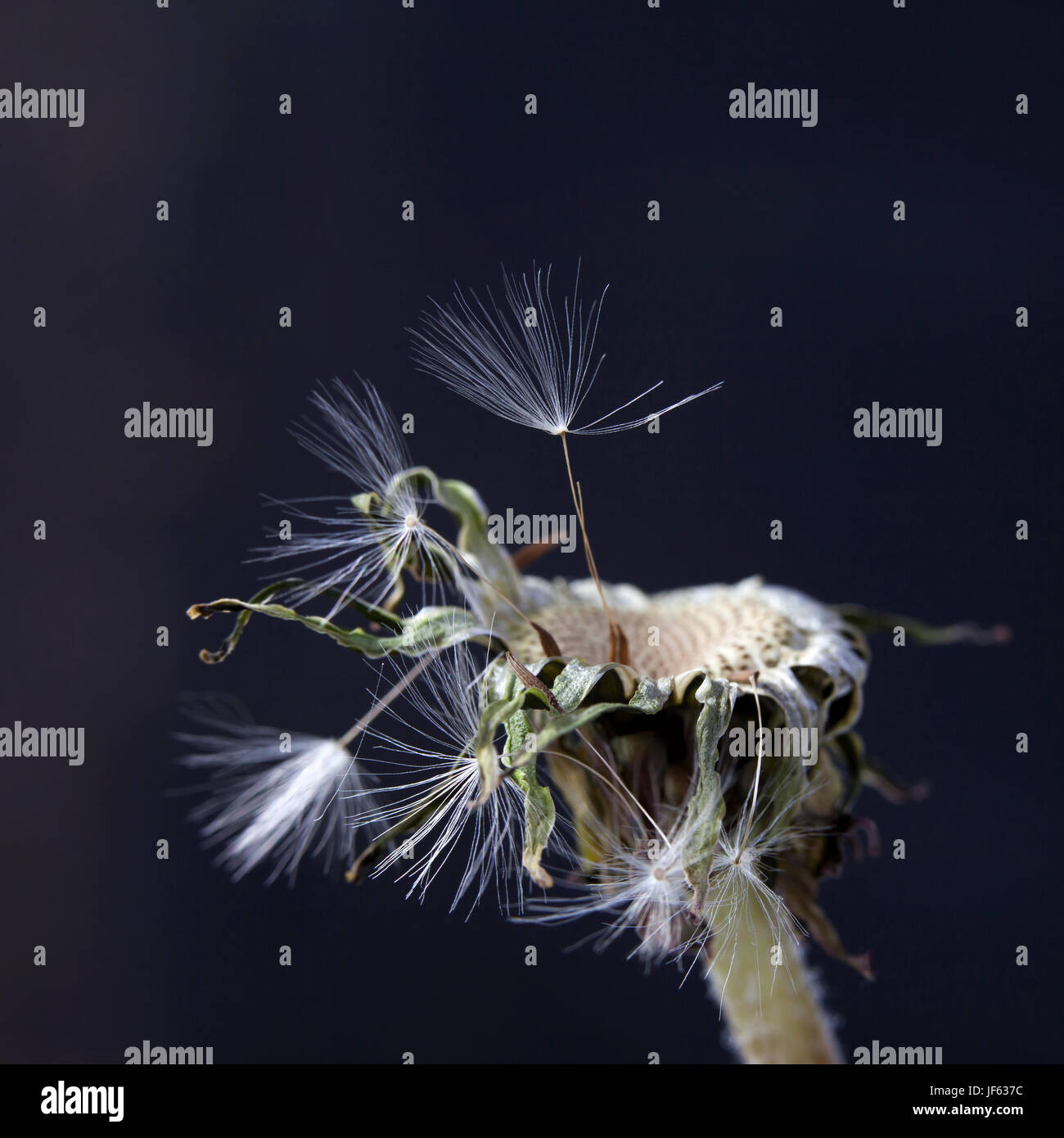 dandelion with seeds ready for dispersal isolated on black background ...