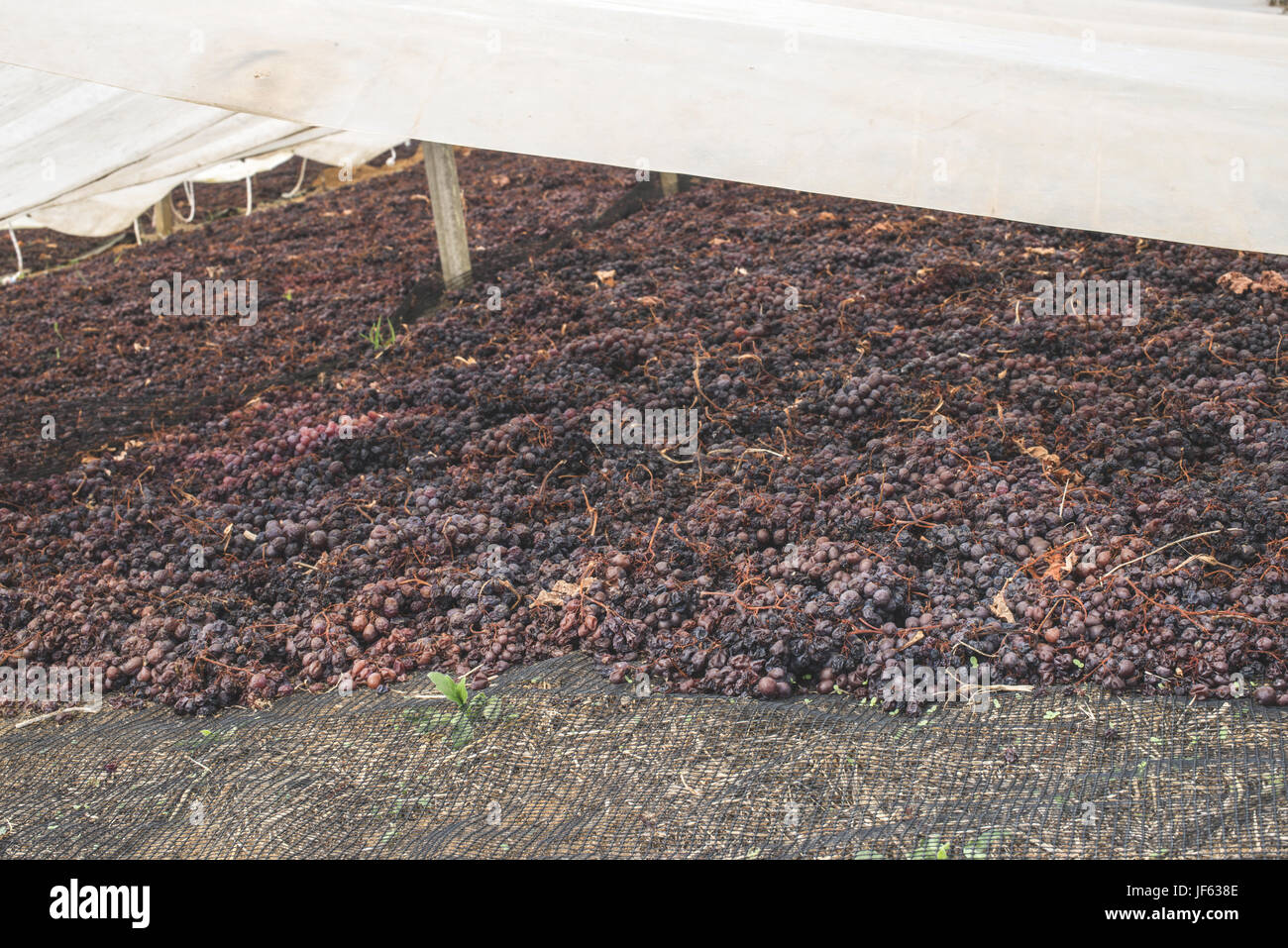 Drying grapes for raisins Stock Photo - Alamy