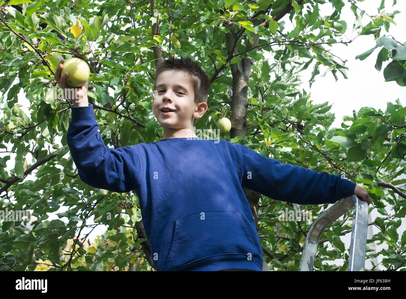 Pick apple off tree hi-res stock photography and images - Alamy