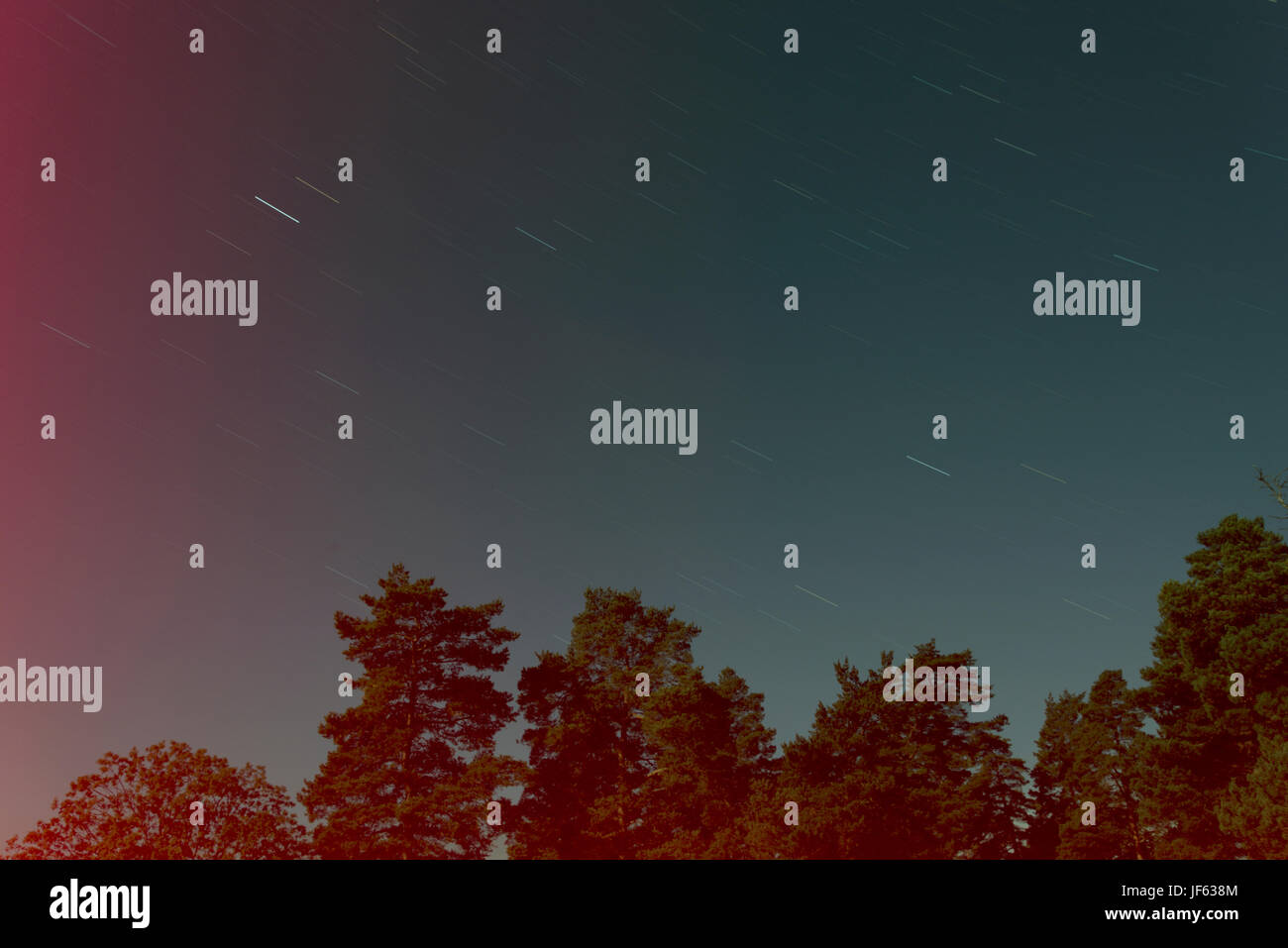 Stars above trees at night Stock Photo - Alamy