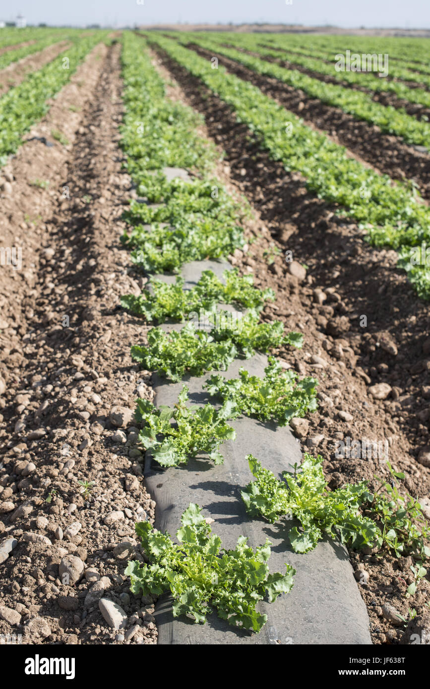 Lettuce field in rows Stock Photo - Alamy