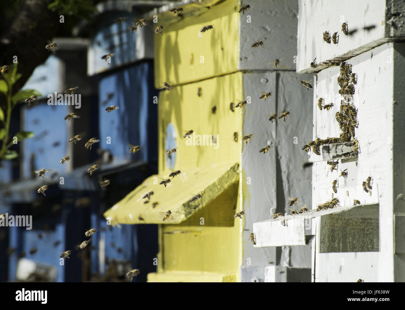 Swarm of bees fly to beehive Stock Photo - Alamy