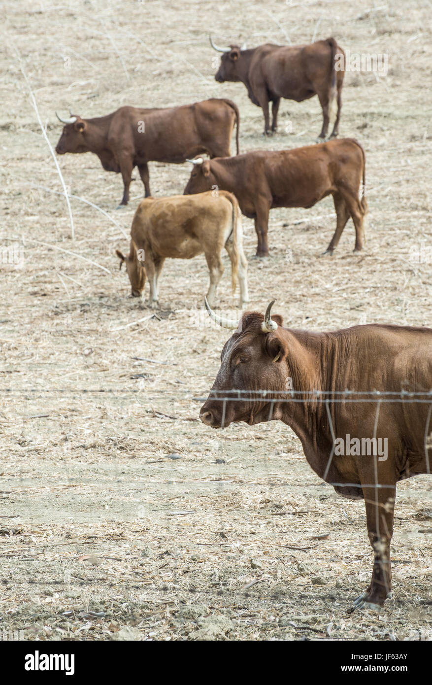 Cows on dairy farm Stock Photo - Alamy