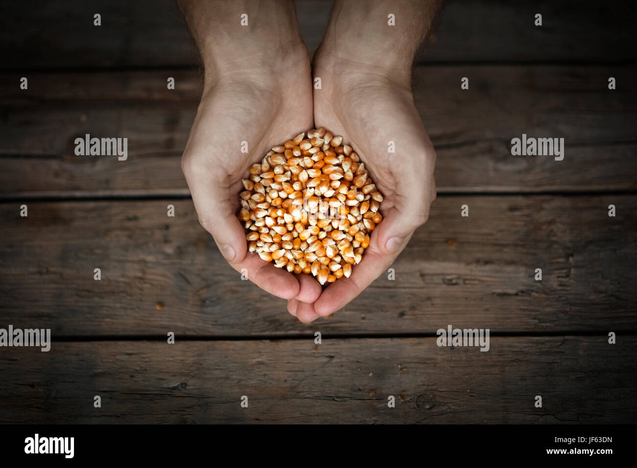 Hands holding corn kernels hi-res stock photography and images - Alamy