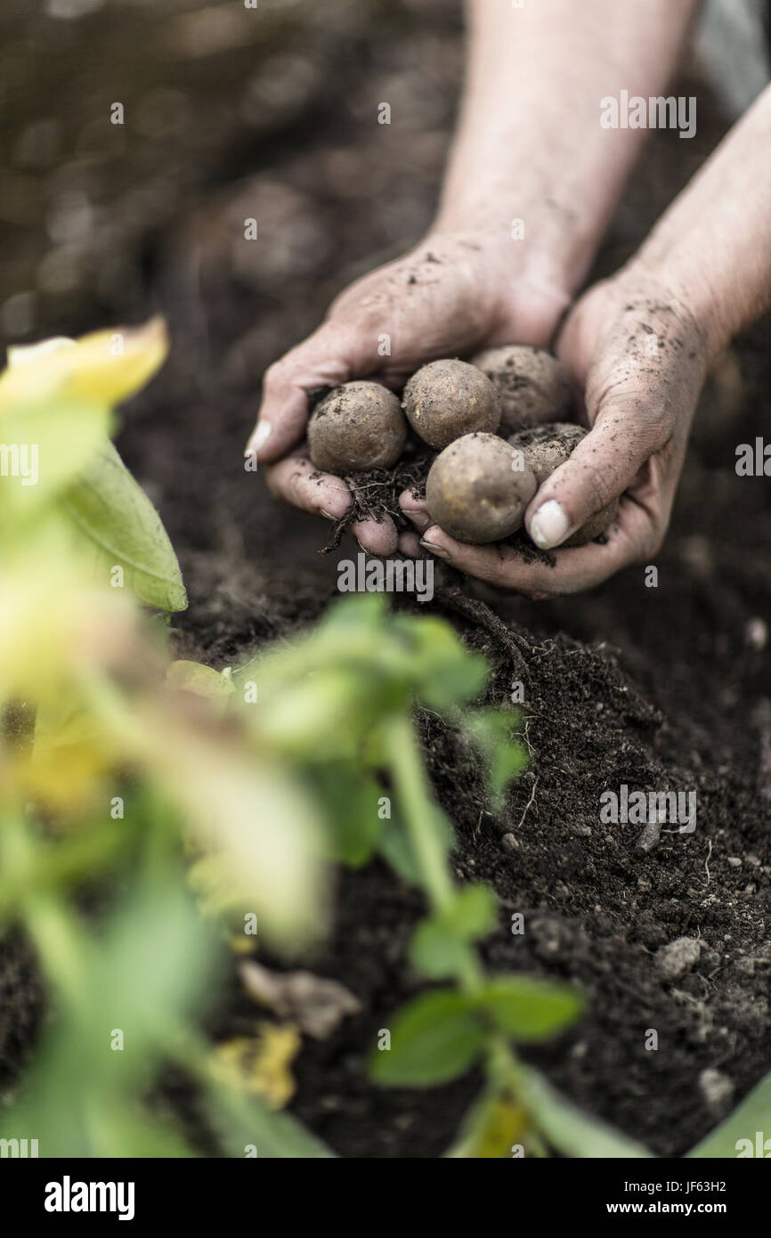 Harvest potatoes new hands hi-res stock photography and images - Alamy