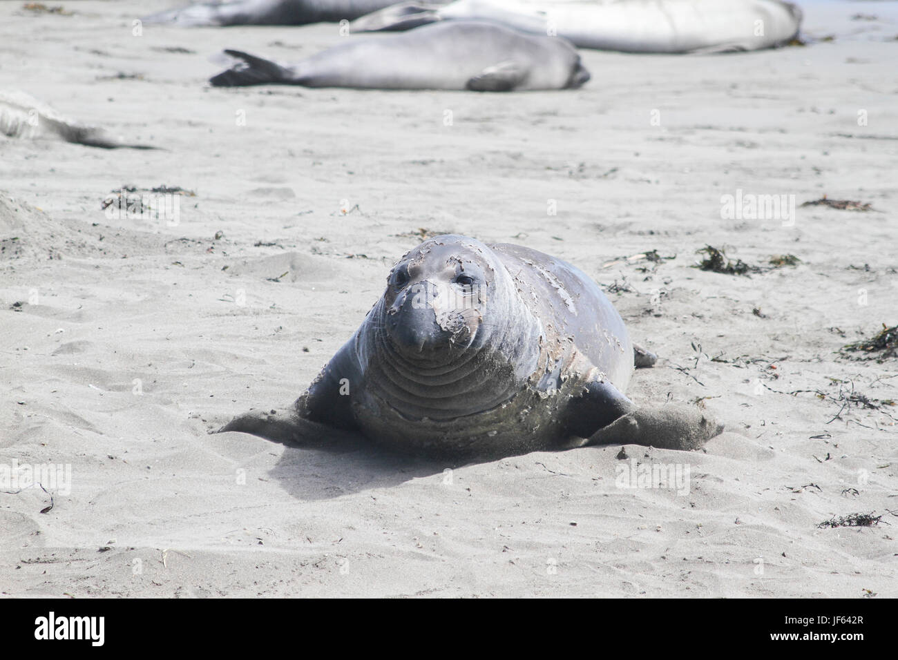 Molting elephant seal, Piedras Blancas Elephant Seal Rookery, San ...