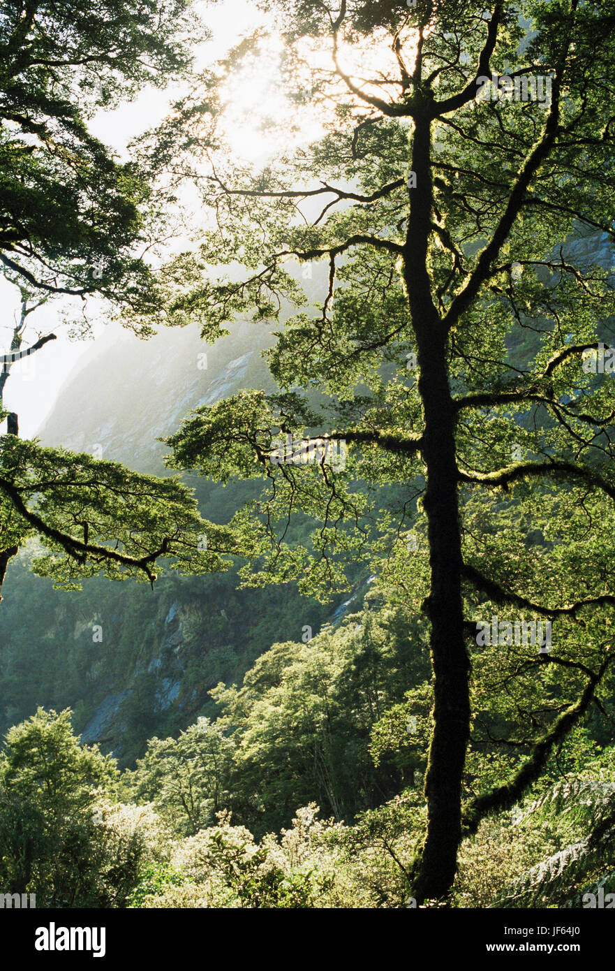 Nya zealand hi-res stock photography and images - Alamy