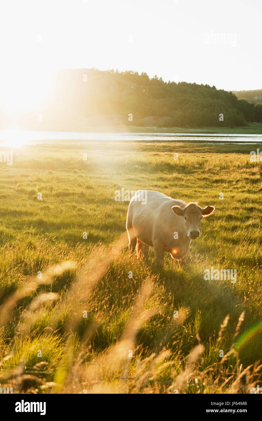Cow on pasture Stock Photo - Alamy