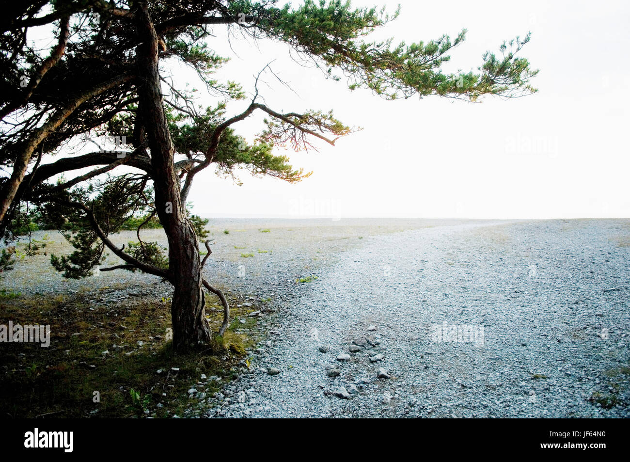 Twisted tree sweden hi-res stock photography and images - Alamy