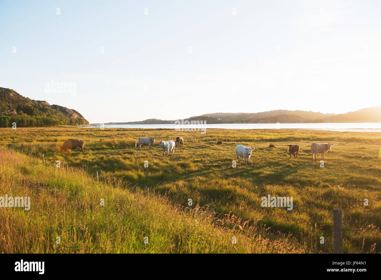 Cows on pasture Stock Photo - Alamy