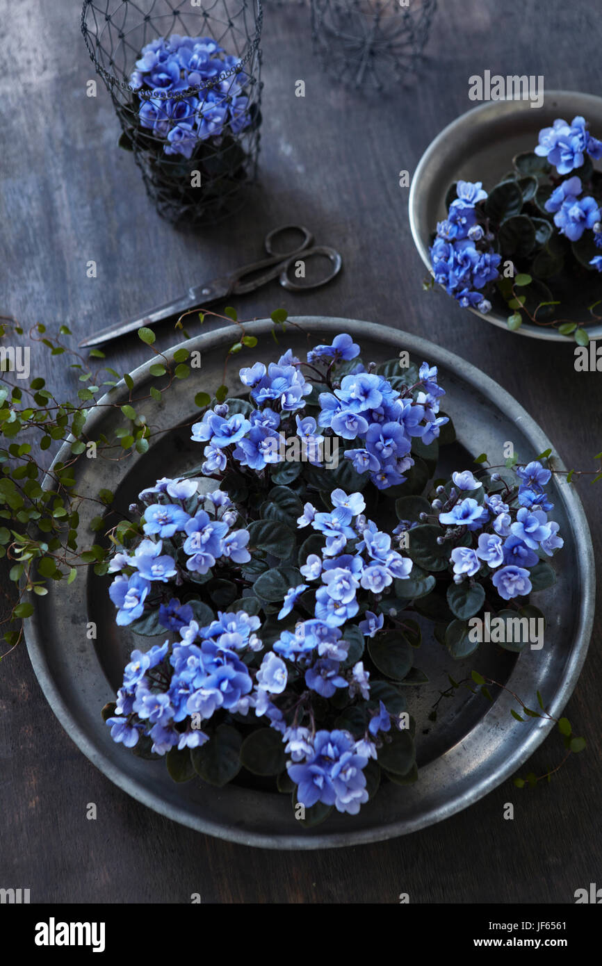 Blue flower plates hi-res stock photography and images - Alamy