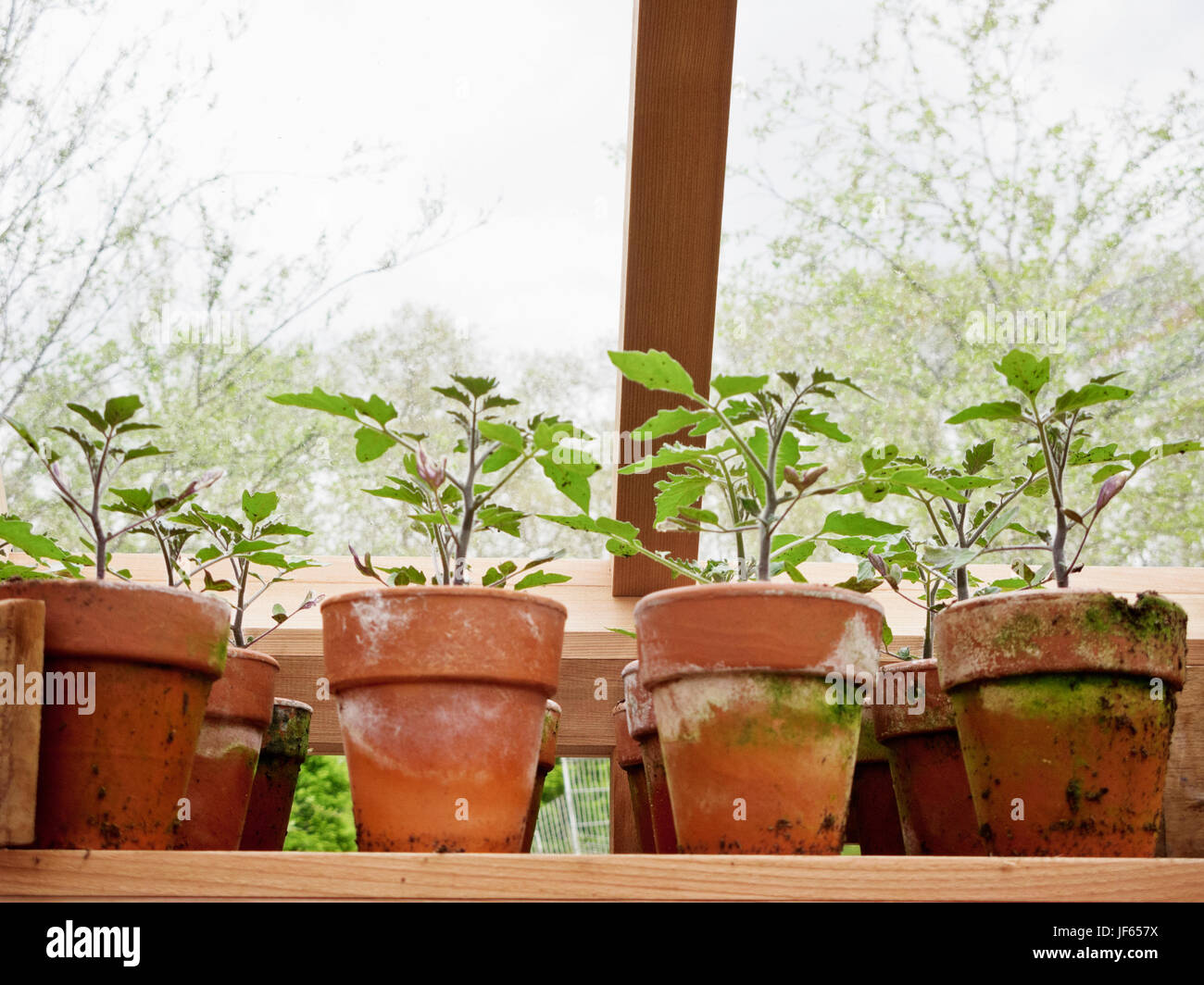 Row of potted plants Stock Photo - Alamy