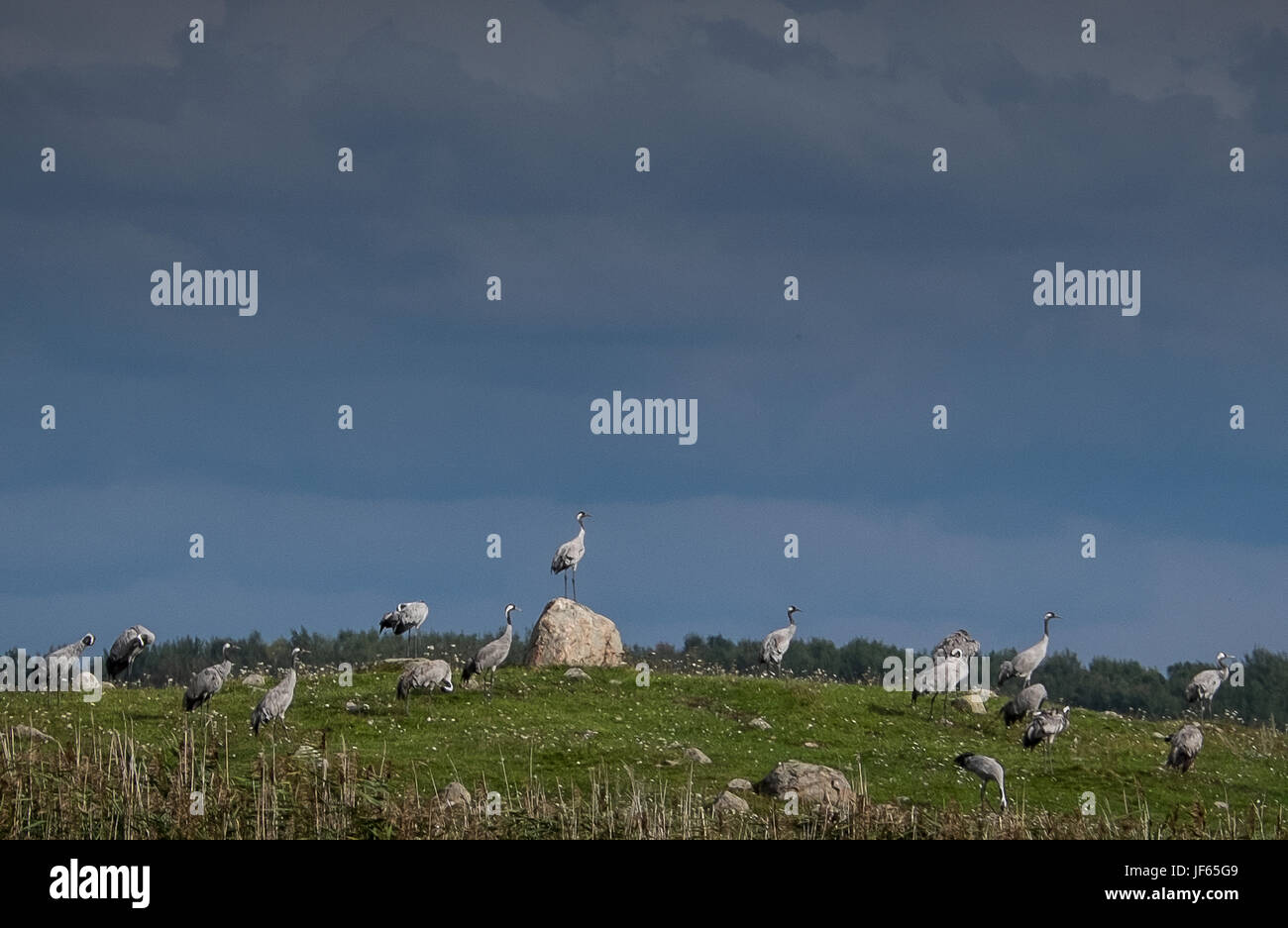 Some birds in landscape hi-res stock photography and images - Alamy