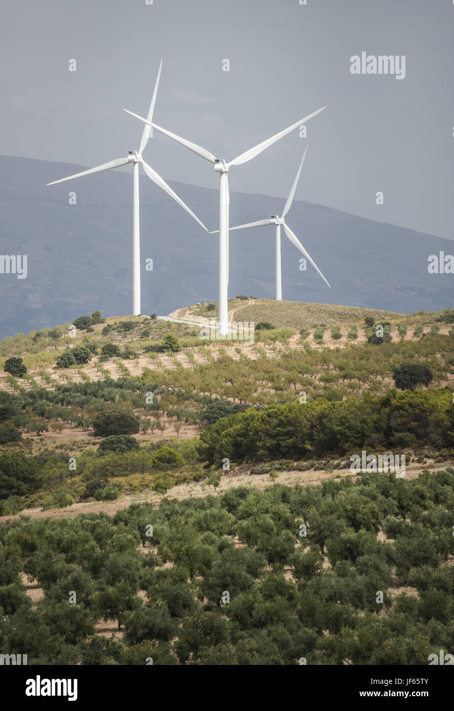 Wind turbines and olive trees Stock Photo - Alamy