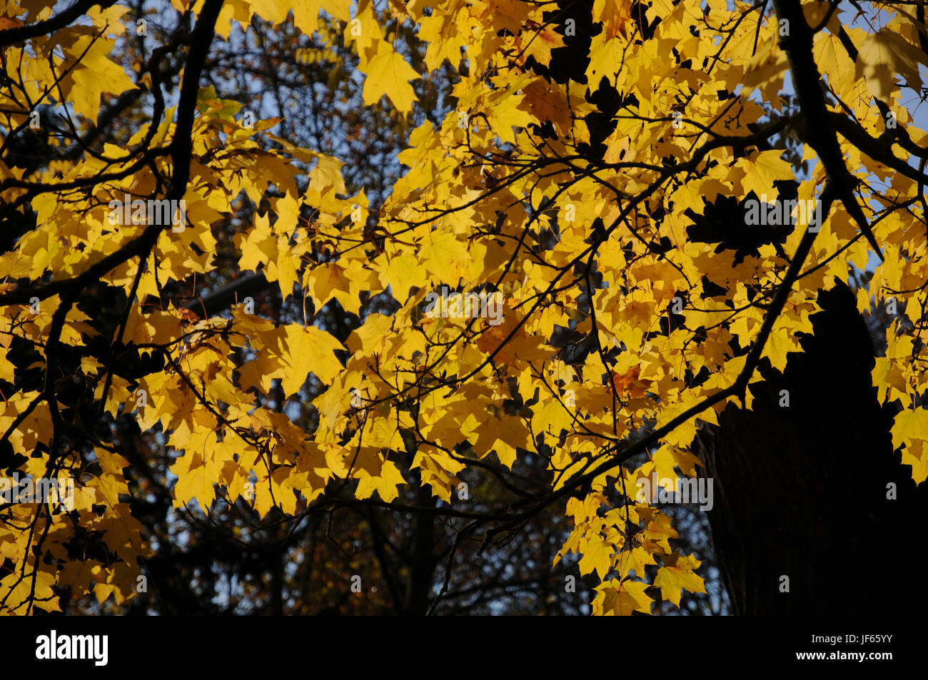 Acer platanoides, Norway maple, Autumn leaves Stock Photo - Alamy