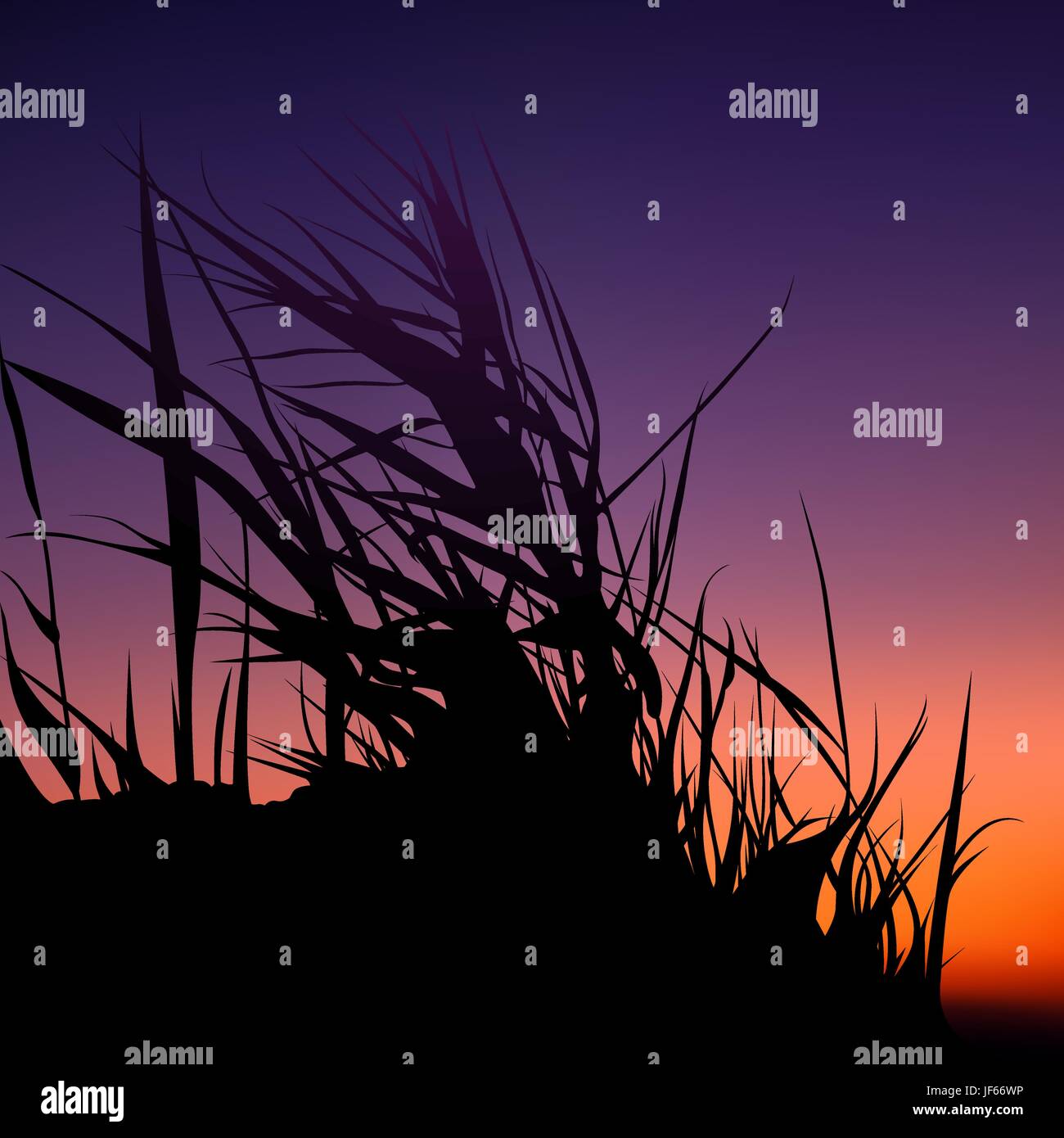sunset, silhouette, meadow, grass, lawn, green, backdrop, background ...