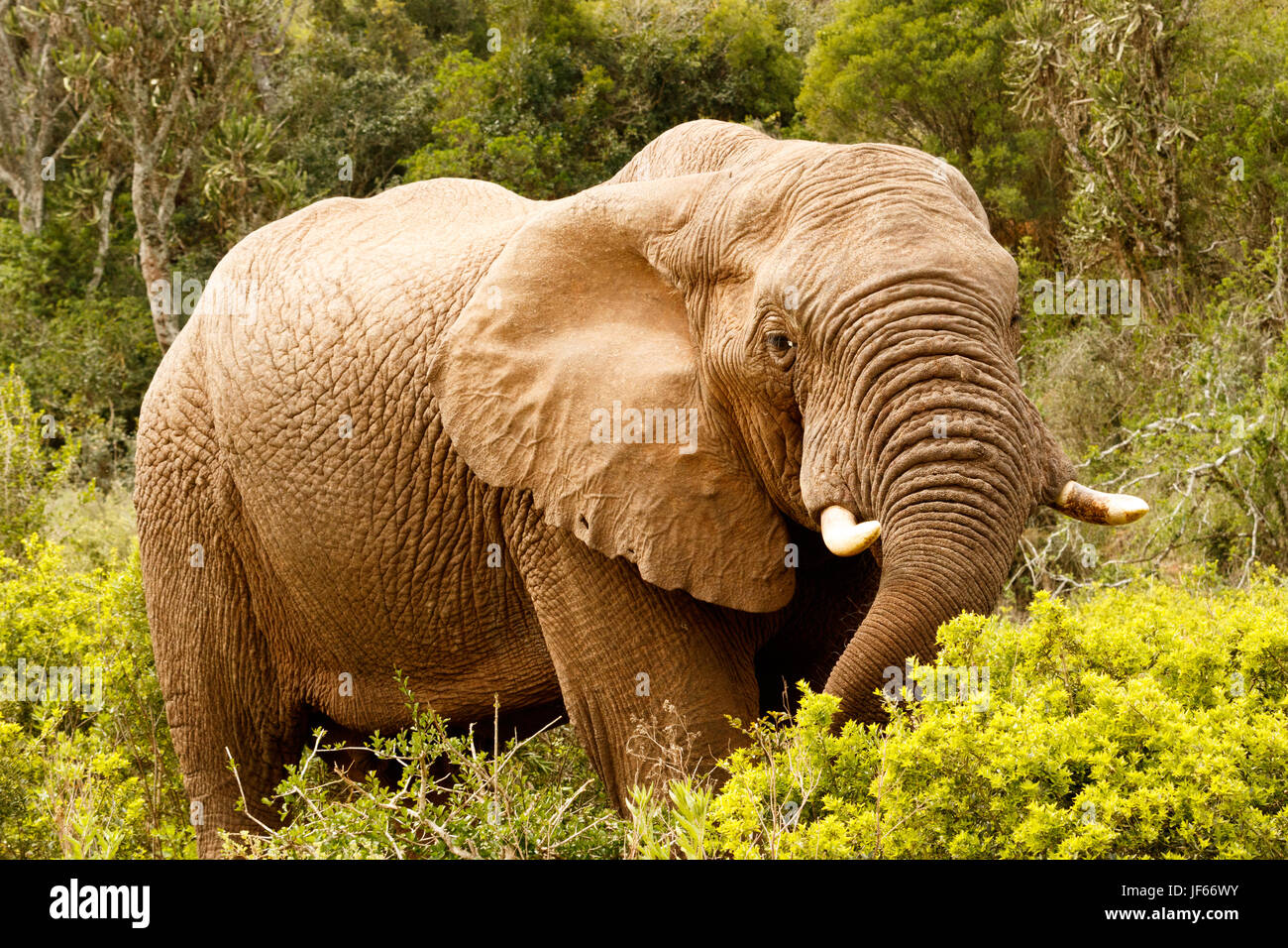Elephant stretching down with his trunk Stock Photo - Alamy